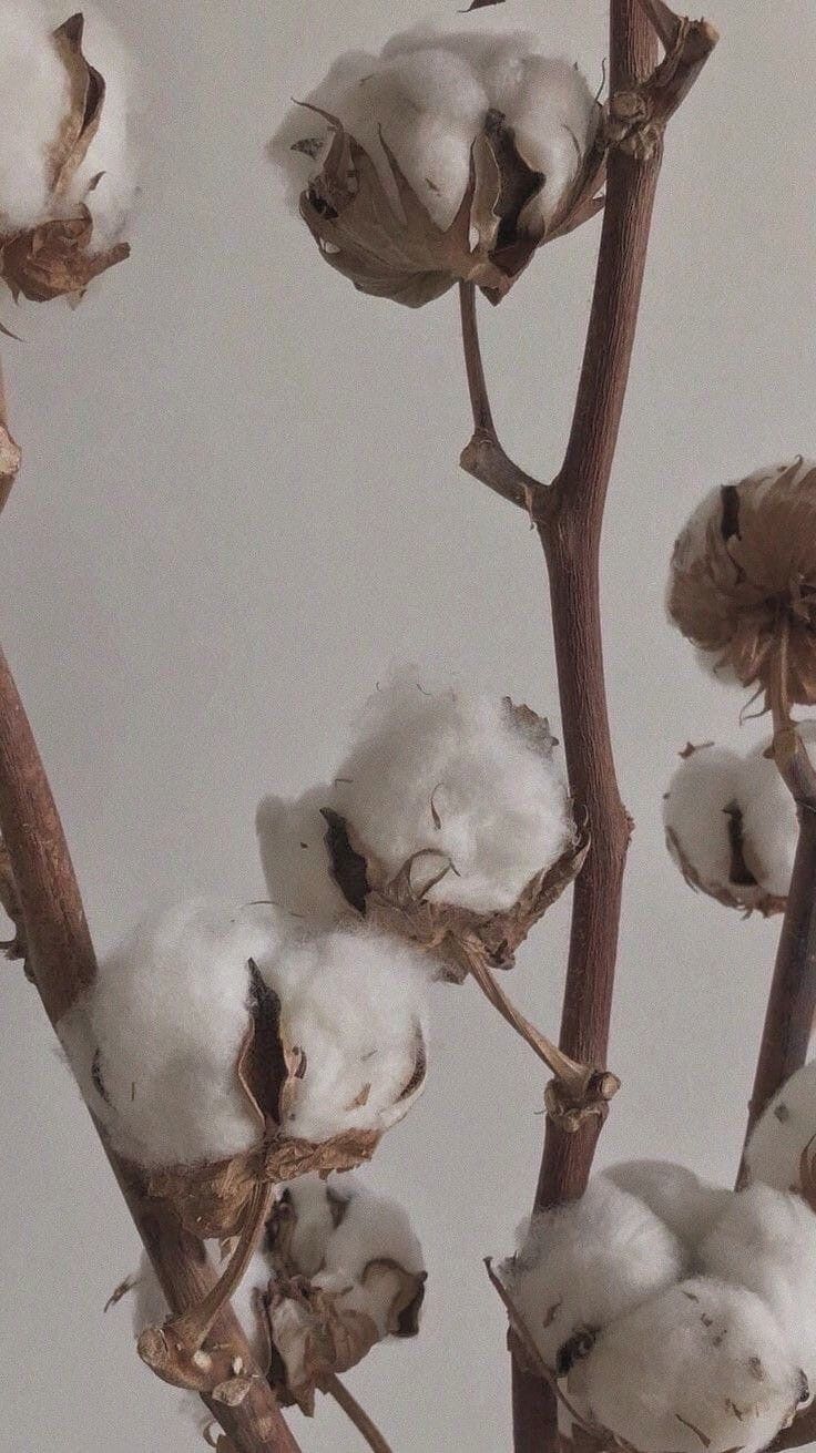 The Benefits of Organic Cotton at Wildflo Studio